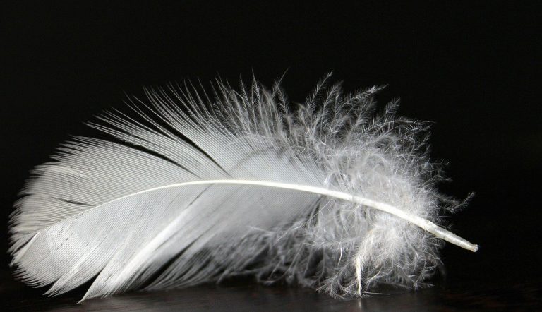 What Do Feathers Mean? The Meaning Behind Feather Signs - Fine Feather ...