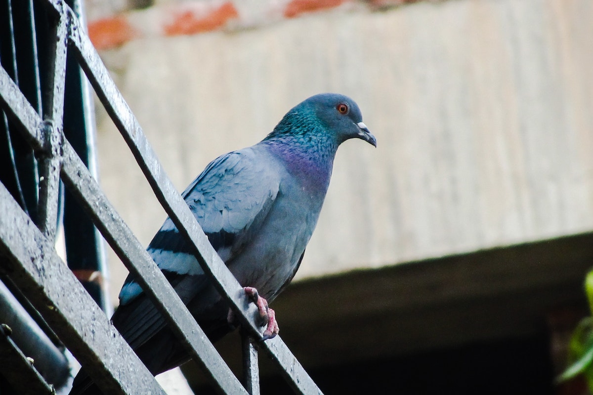Pigeon Problem Solved: Effective Steps to Clear Your Balcony - Fine ...